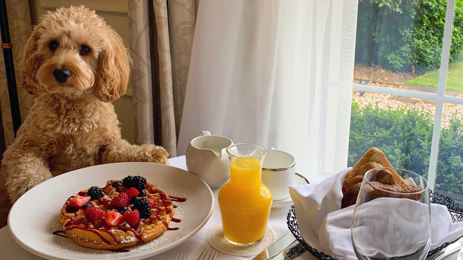 Pet Friendly Stays At Four Seasons Hotel Hampshire Pet Friendly Stays At Four Seasons Hotel Hampshire