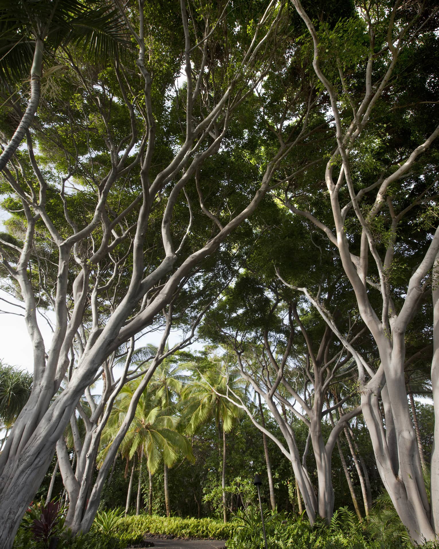 Hualalai Experiences | Four Seasons Resort Hualalai