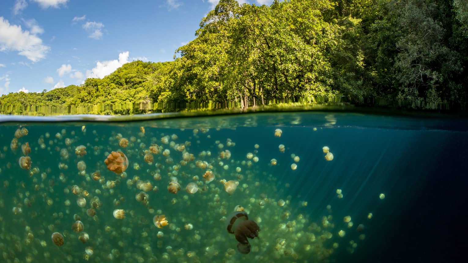 Four Seasons Hotels and Resorts | Luxury Hotels | Four Seasons | Palau ...