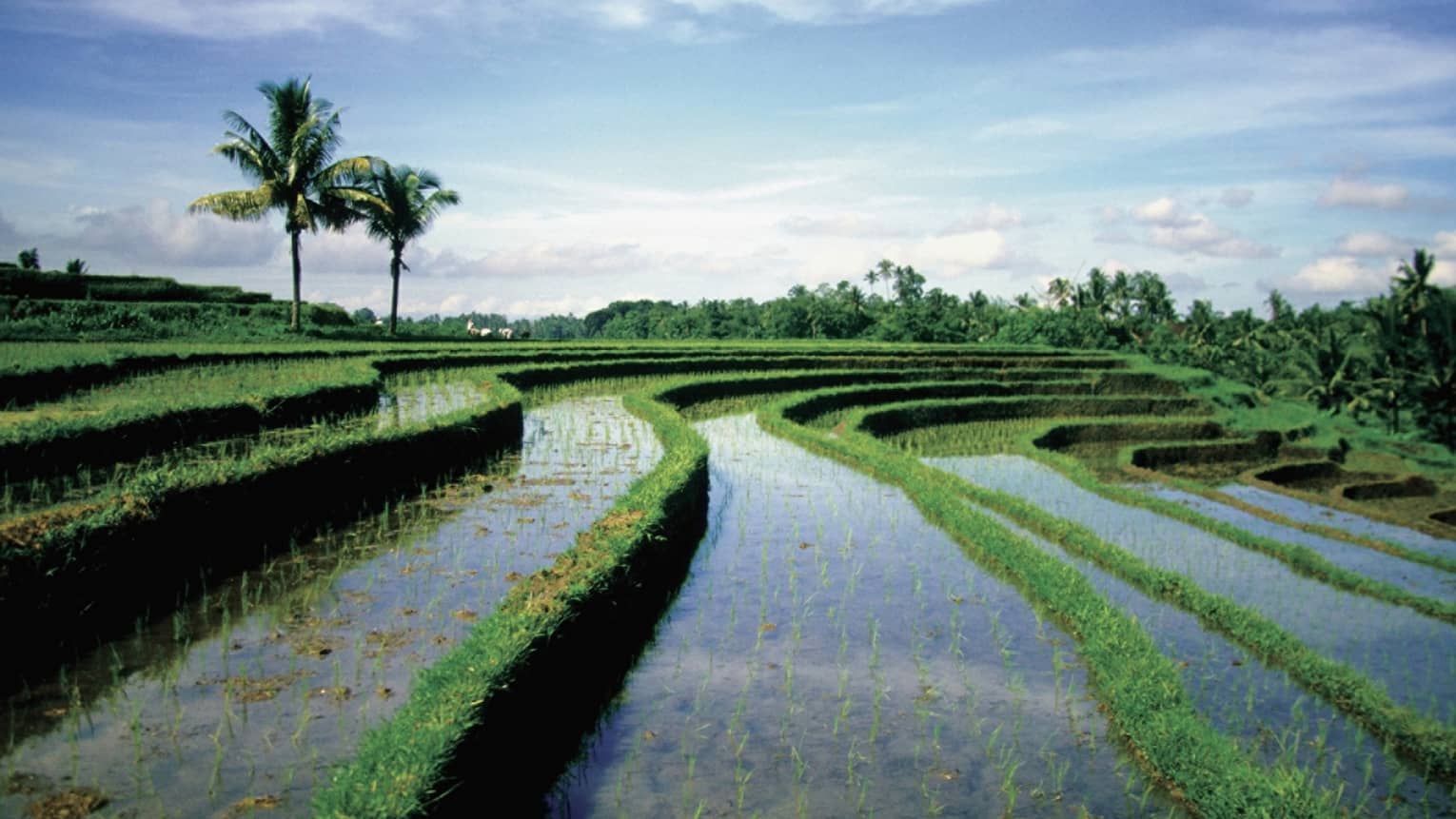 Bali Luxury Resort | Ubud Hotel | Four Seasons Resort Bali at Sayan