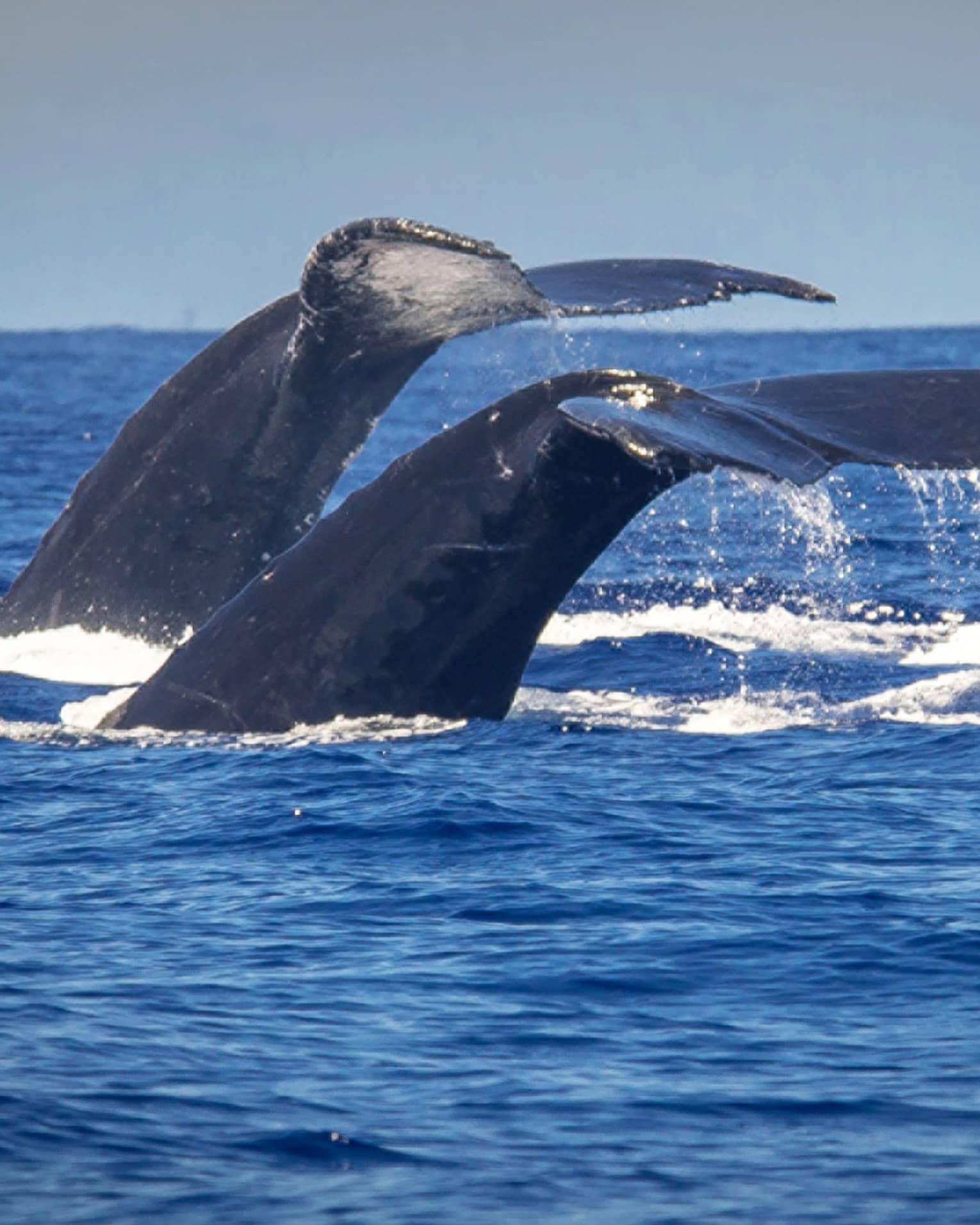 Four Seasons Hotels and Resorts | Luxury Hotels | Four Seasons | Whale ...