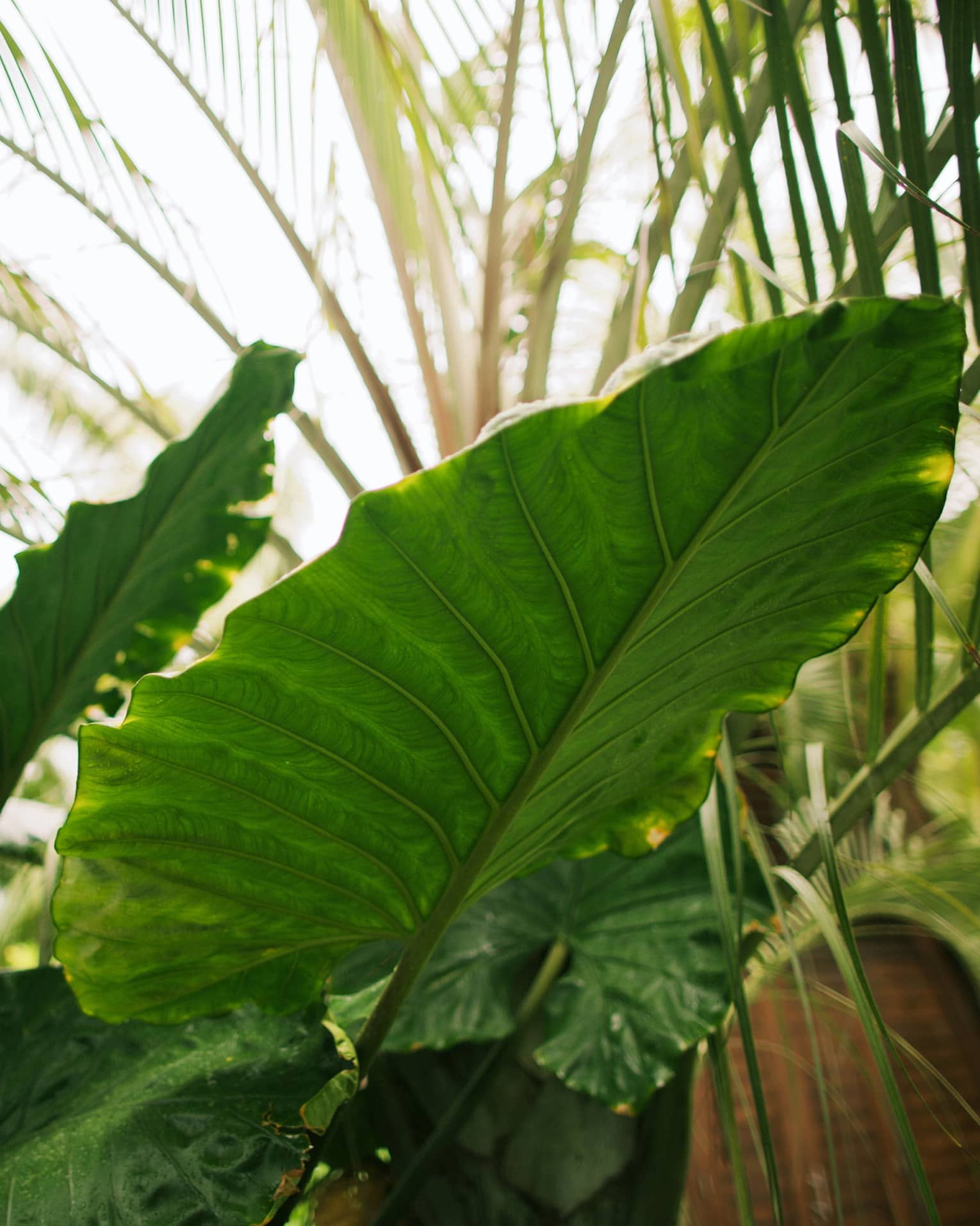 Bora Bora Hiking in Faanui Valley | Four Seasons Resort