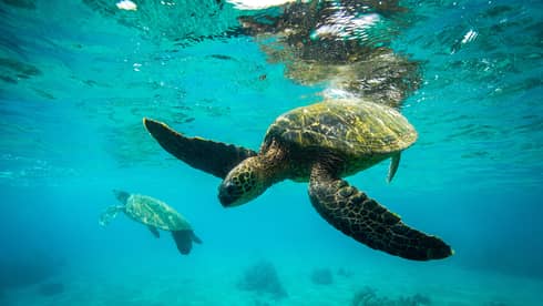 Our ESG Commitment | Four Seasons for Good