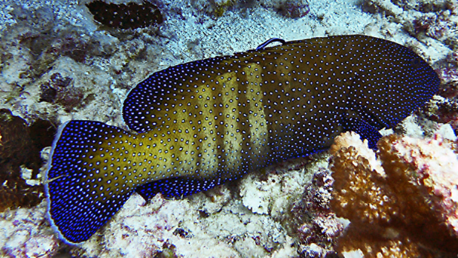 Vaitea Lagoon Sanctuary
