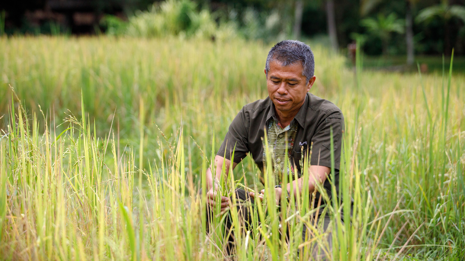 A Day in the Life of a Rice Farmer