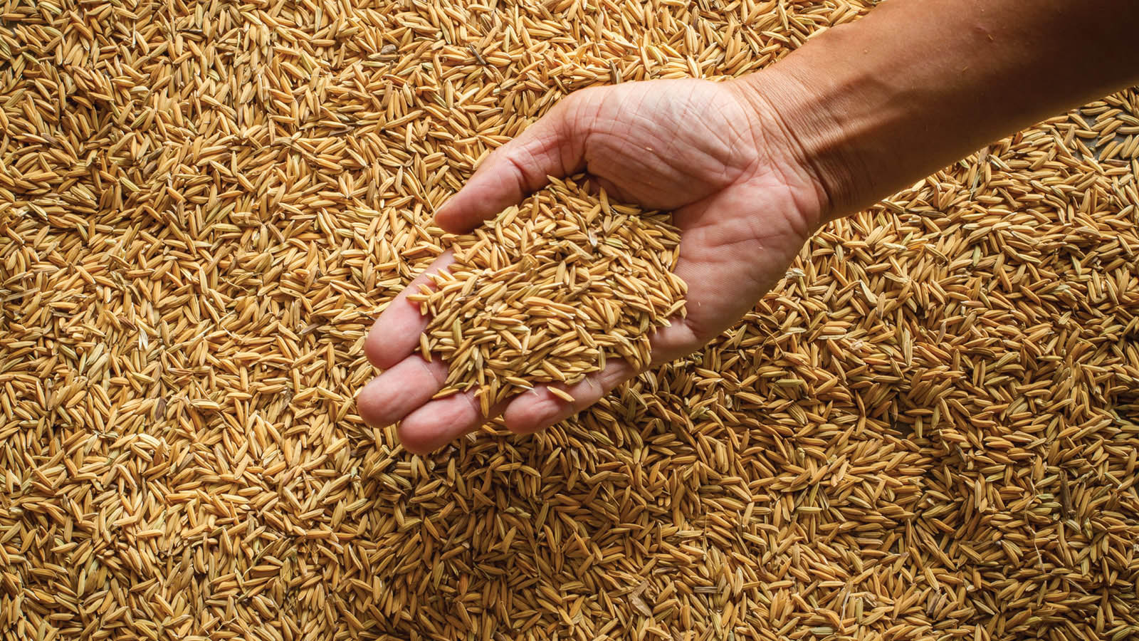 A Day in the Life of a Rice Farmer