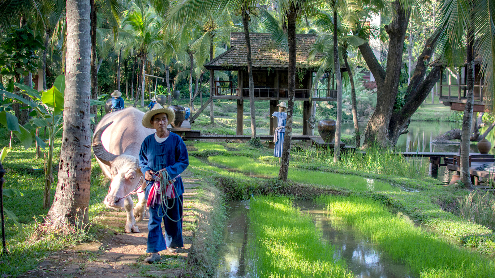 A Day in the Life of a Rice Farmer