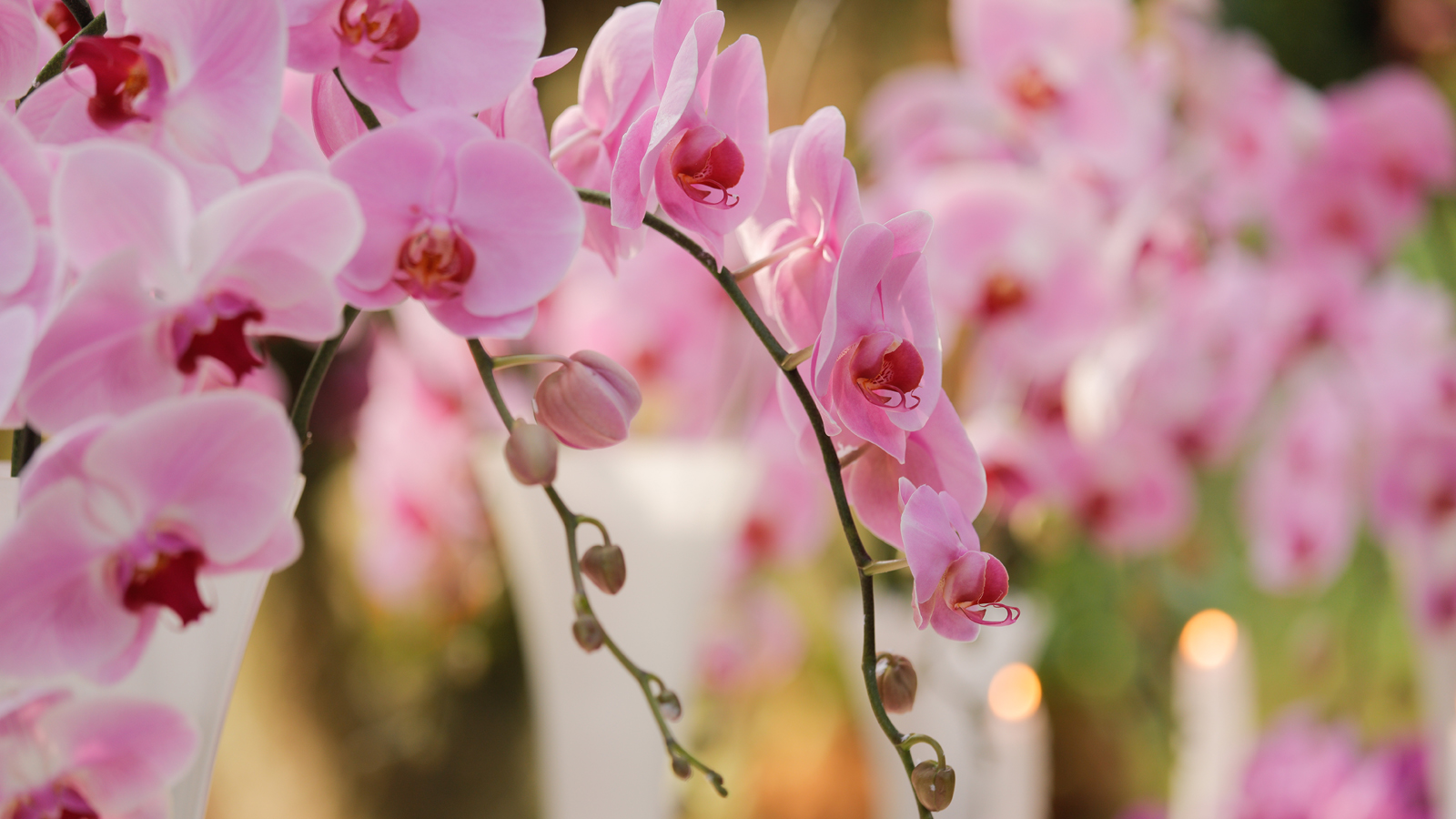 Closer to Paradise Thanks to Colombian Flowers