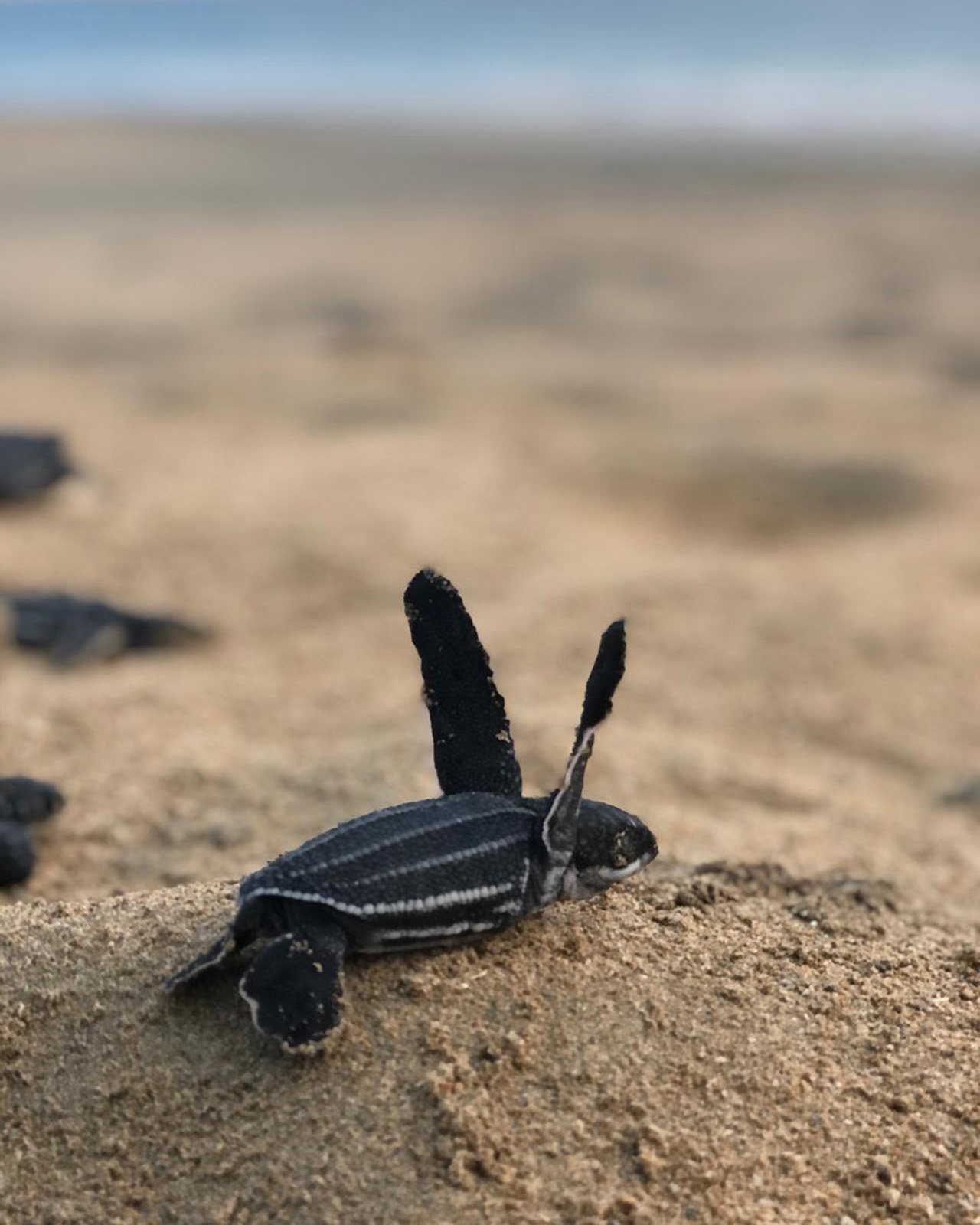 The Great Marine Migration: Seychelles' Rare Wildlife Spectacle at Four ...