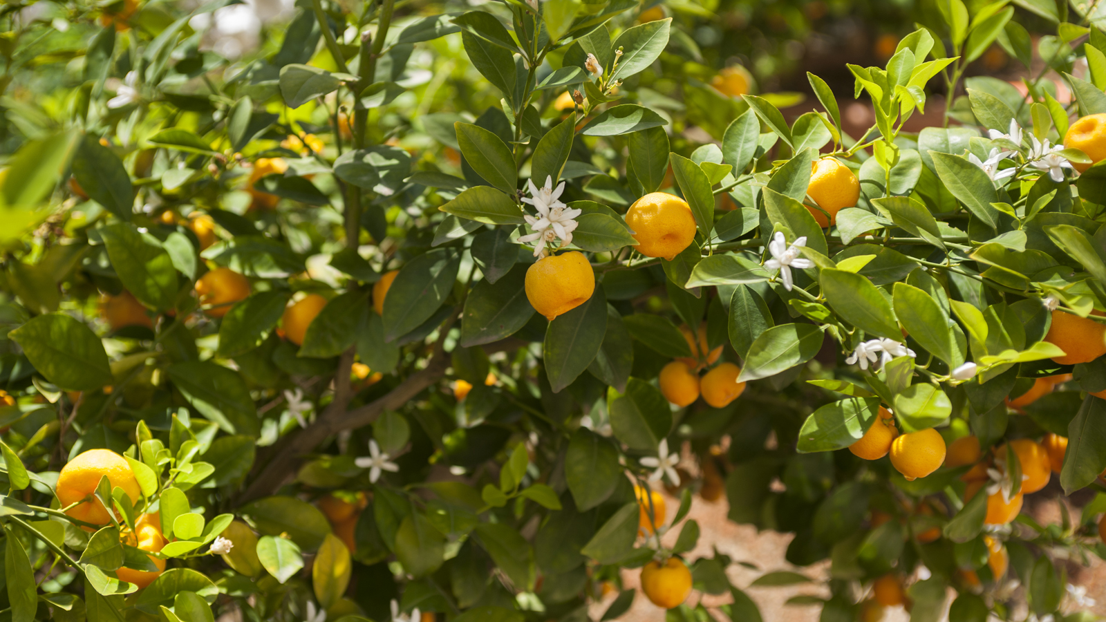 Springtime Easter Festivities at Four Seasons Resort Marrakech