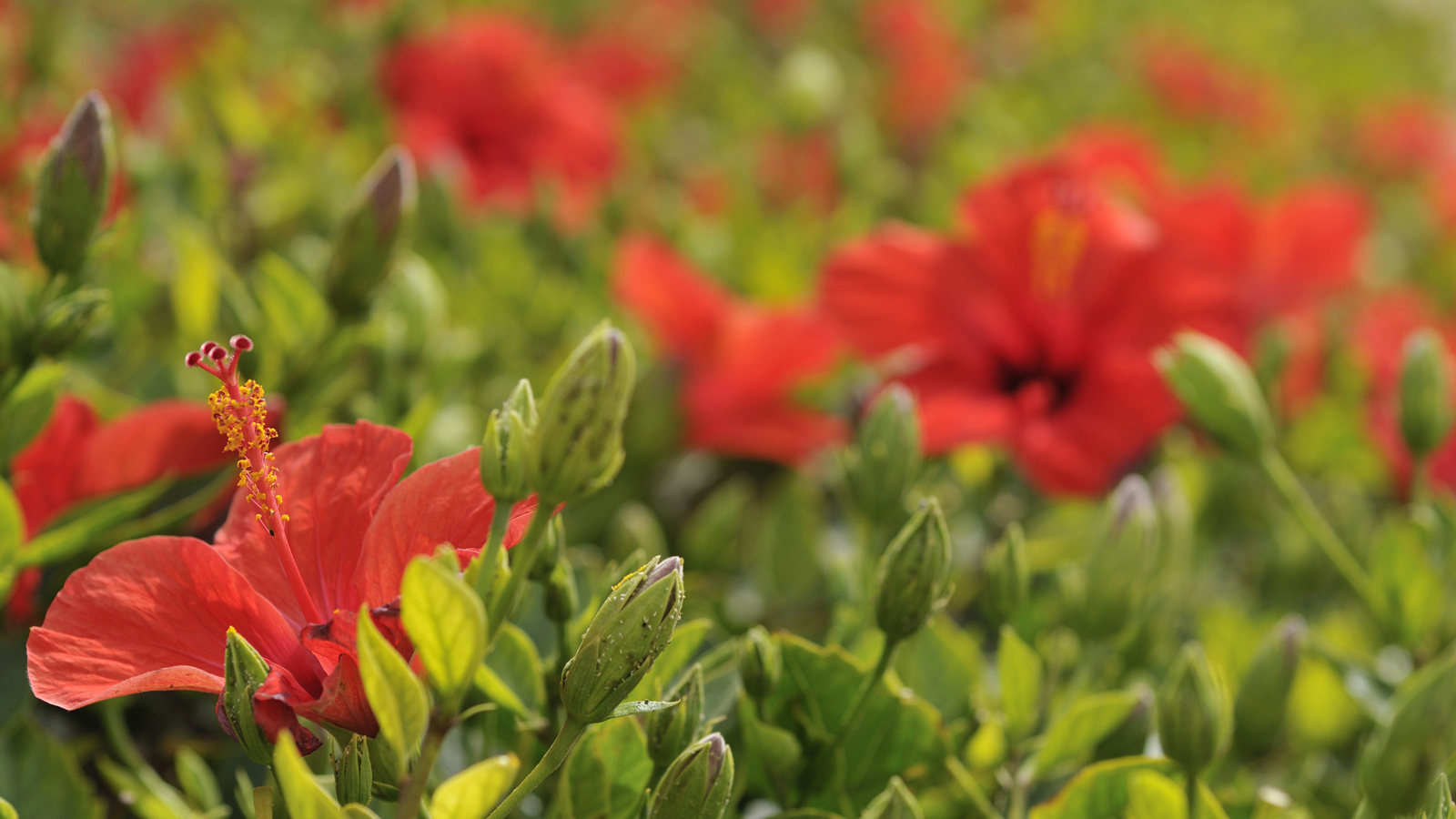 Closer to Paradise Thanks to Colombian Flowers
