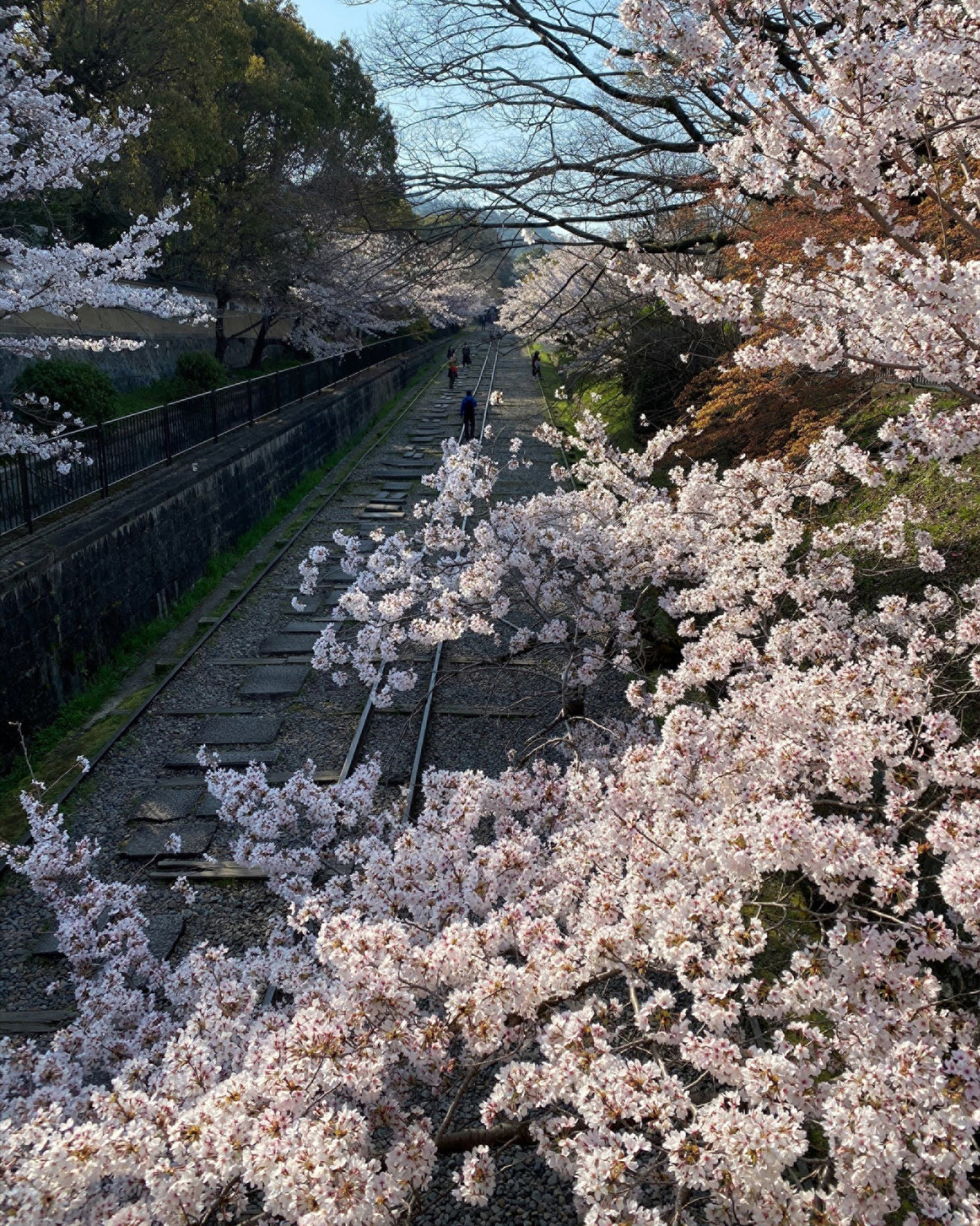 Six Spectacular Sakura Spots, Handpicked by the Team at Four Seasons