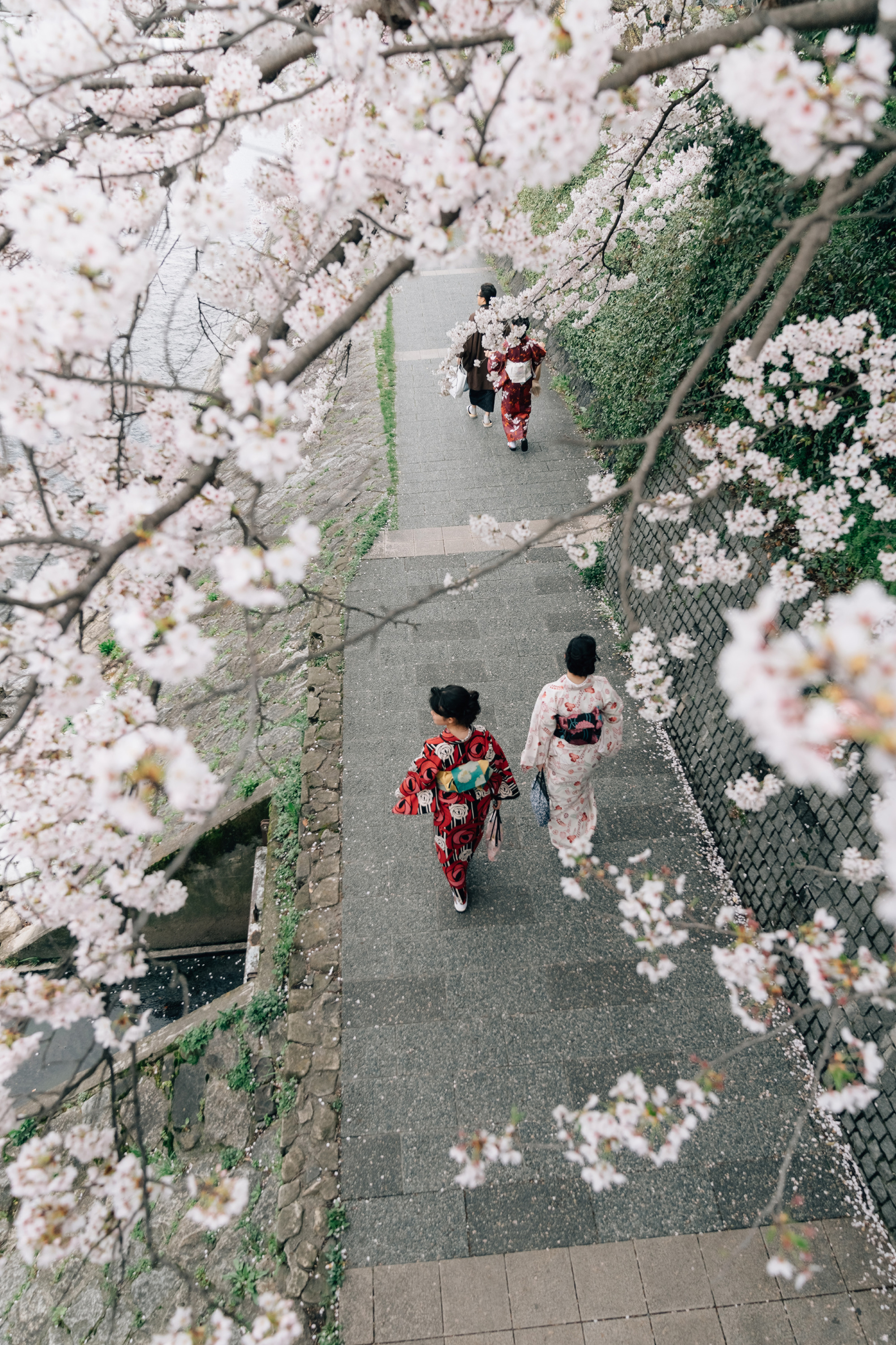 Six Spectacular Sakura Spots, Handpicked by the Team at Four Seasons