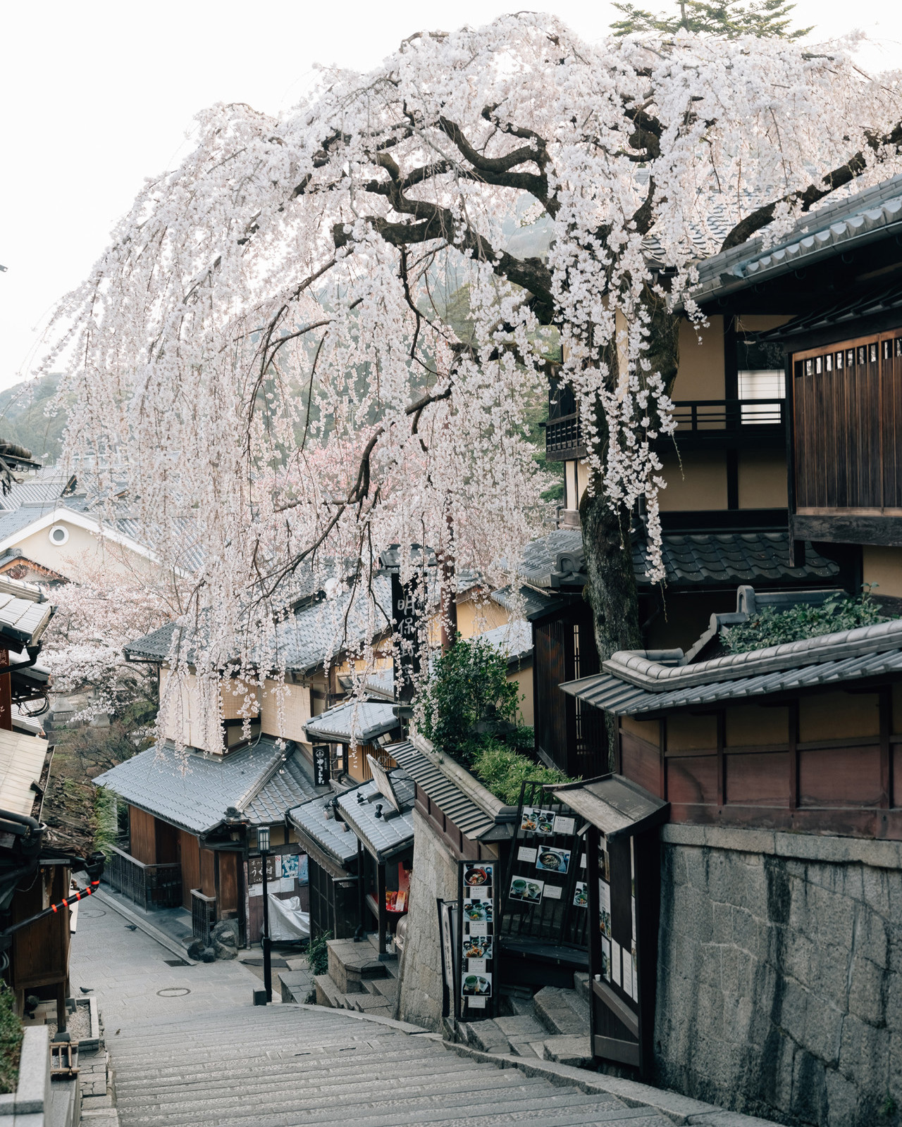 Six Spectacular Sakura Spots, Handpicked by the Team at Four Seasons