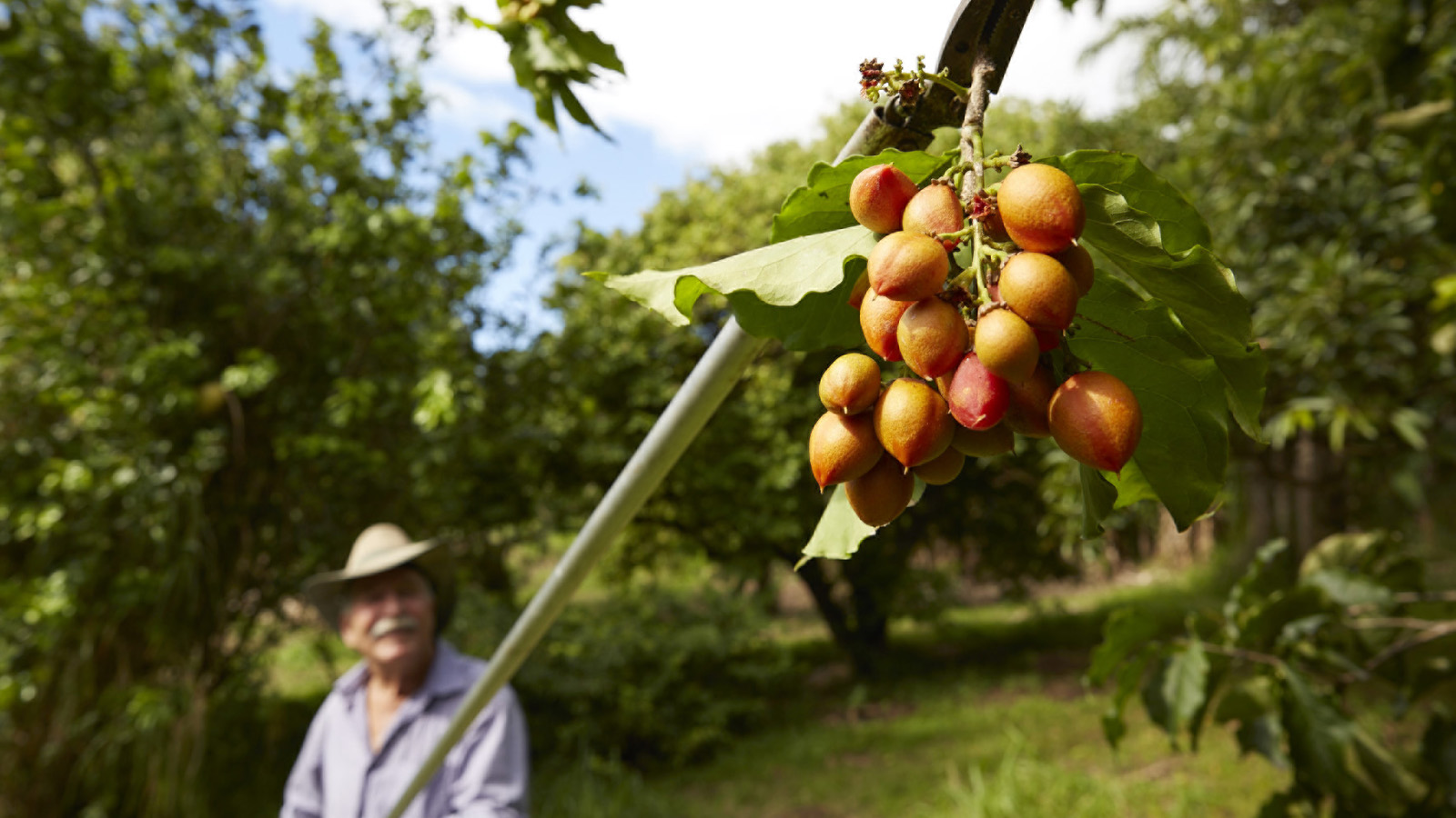 Fruits, The Taste of a Country