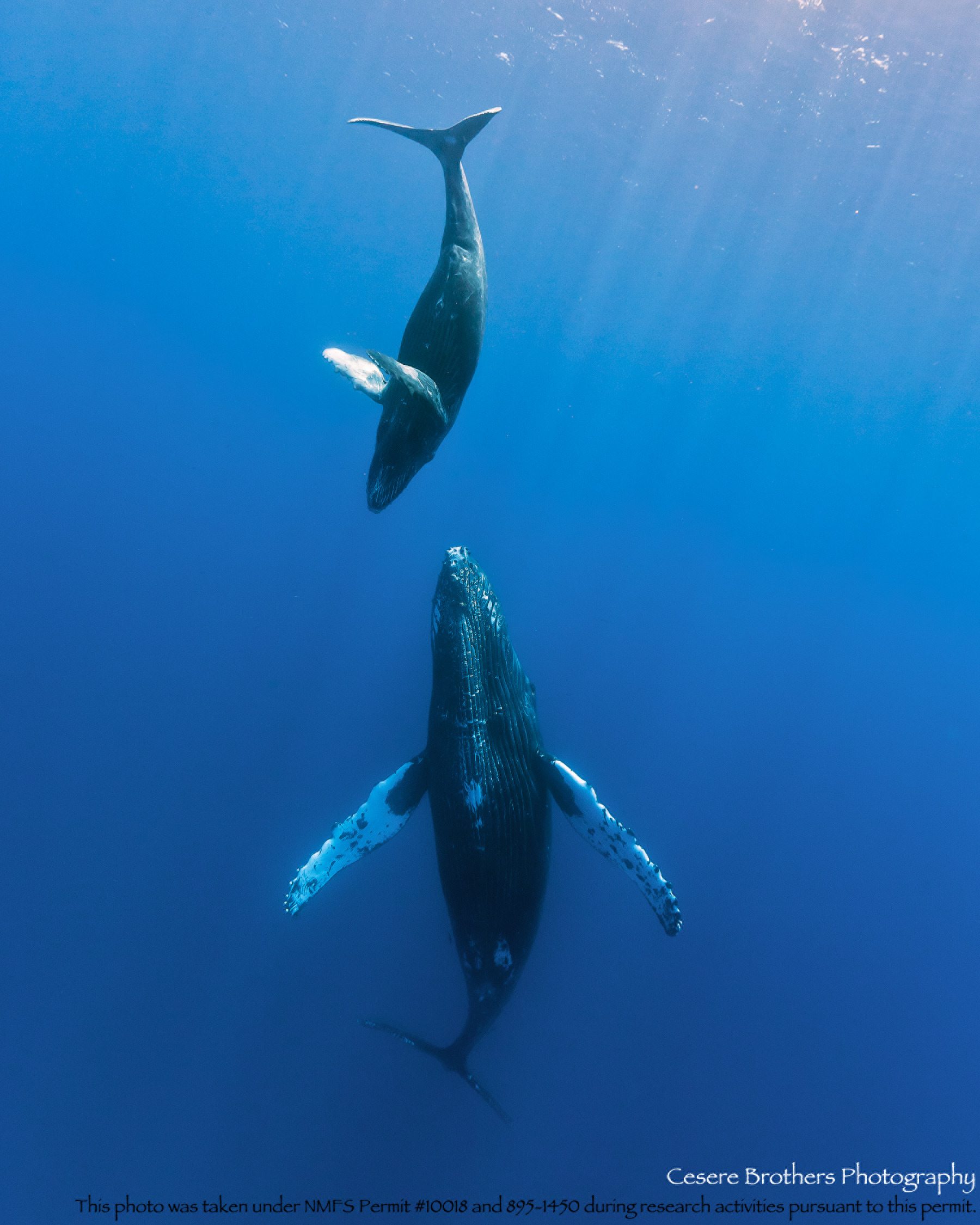 The Great Marine Migration: Seychelles' Rare Wildlife Spectacle at Four ...