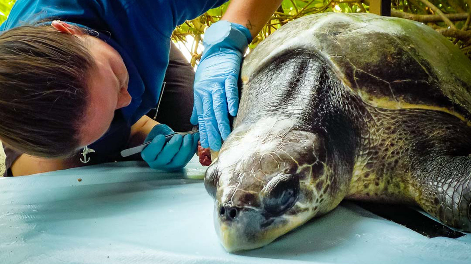 Turtle Power: 15 Years of Pioneering Conservation at Four Seasons ...