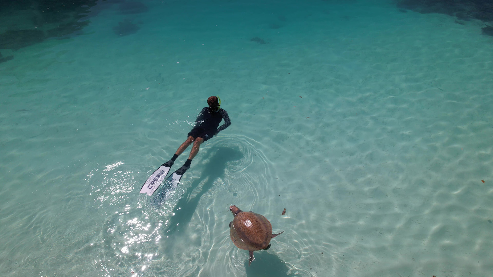 Turtle Power: 15 Years of Pioneering Conservation at Four Seasons ...