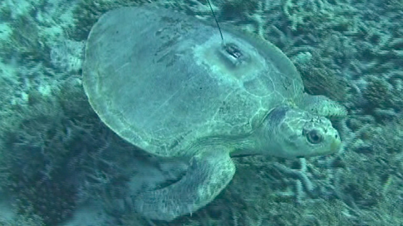 Turtle Power: 15 Years of Pioneering Conservation at Four Seasons ...