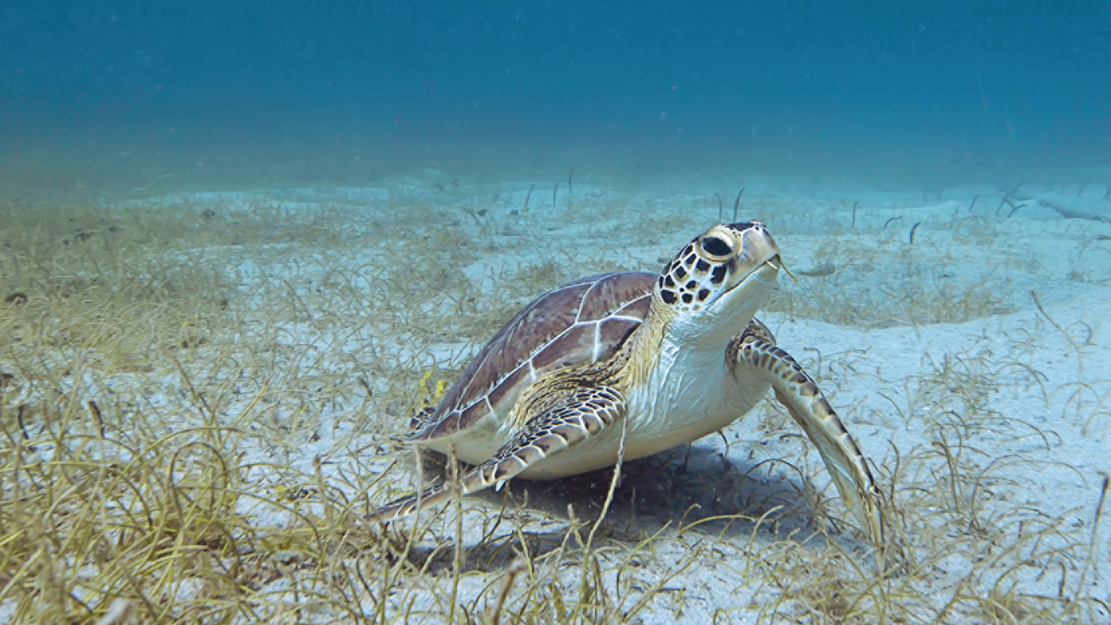 St. Kitts and Nevis Fun Facts