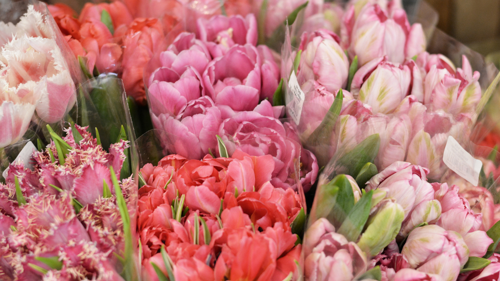 Closer to Paradise Thanks to Colombian Flowers