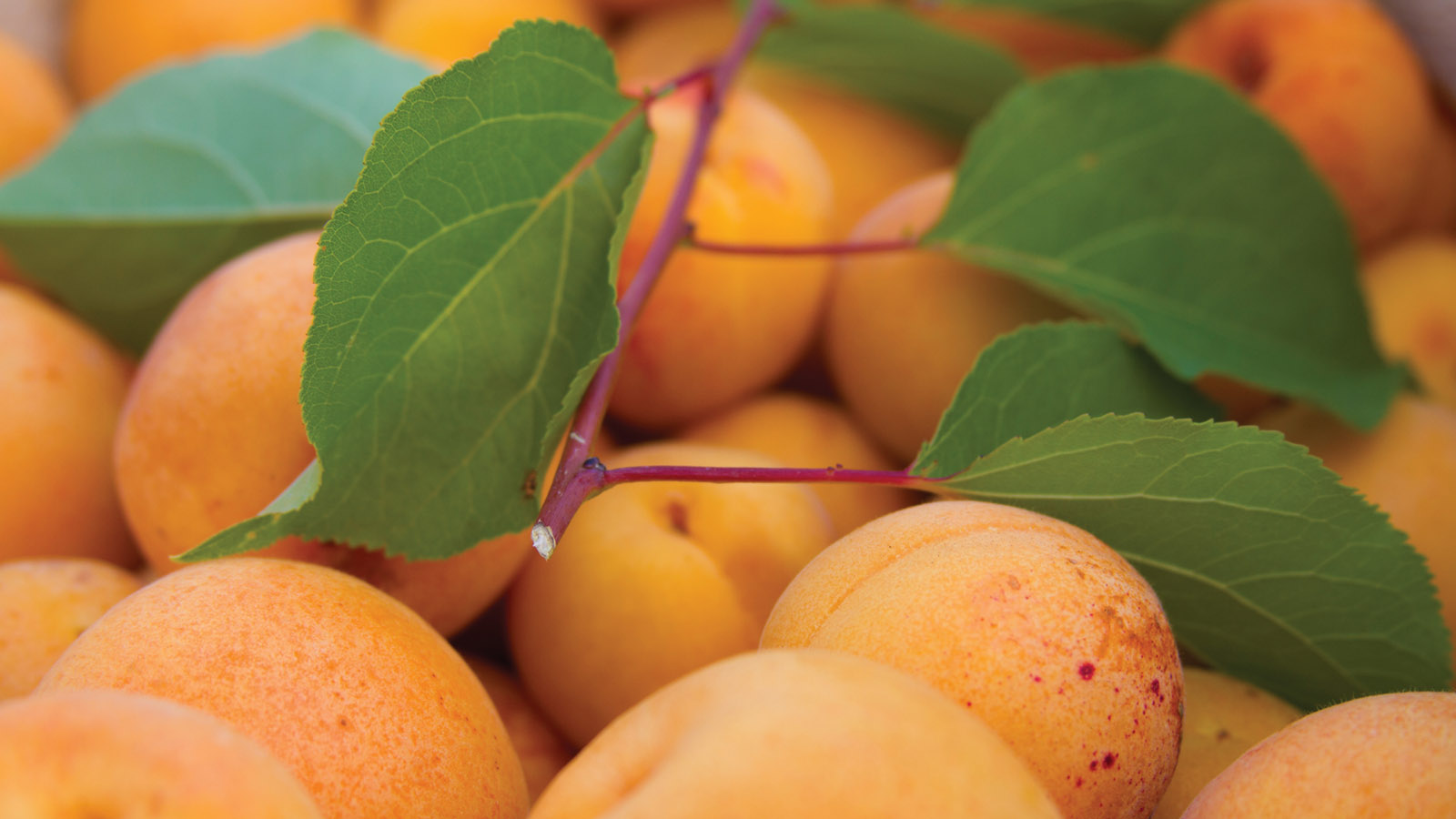 Fruits, The Taste of a Country