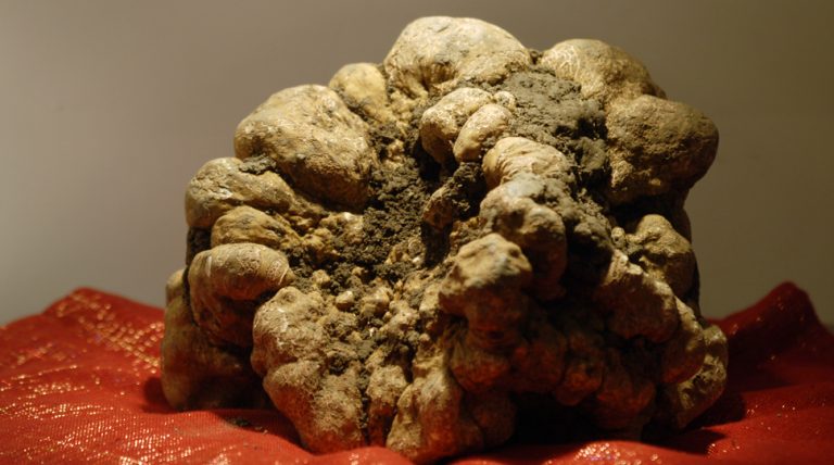 Hunting The World’s Best Truffles in Tuscany | White Truffle Season